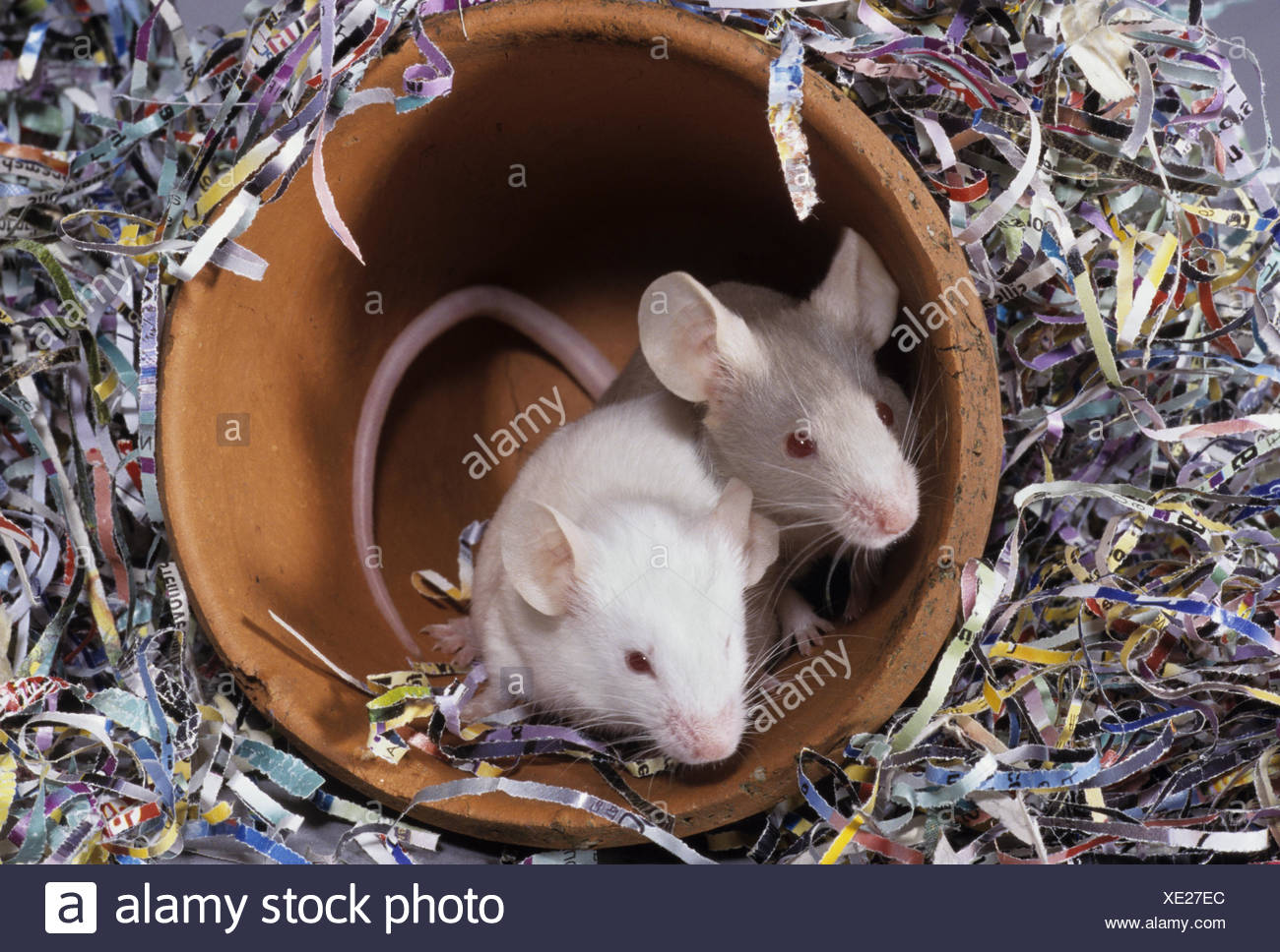 Mus Musculus High Resolution Stock Photography and Images - Alamy