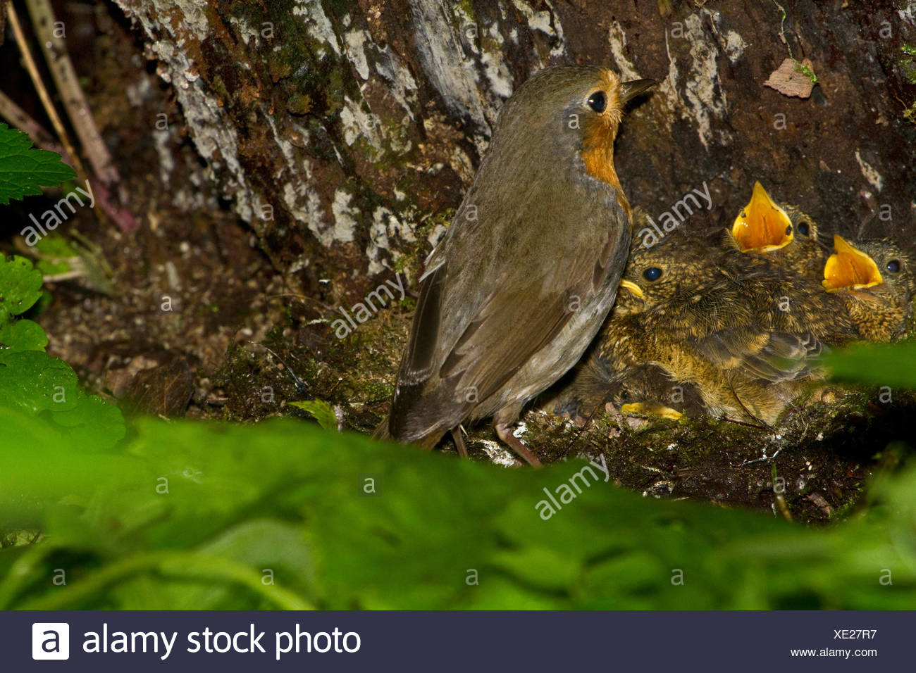 Mother Robin High Resolution Stock Photography and Images - Alamy