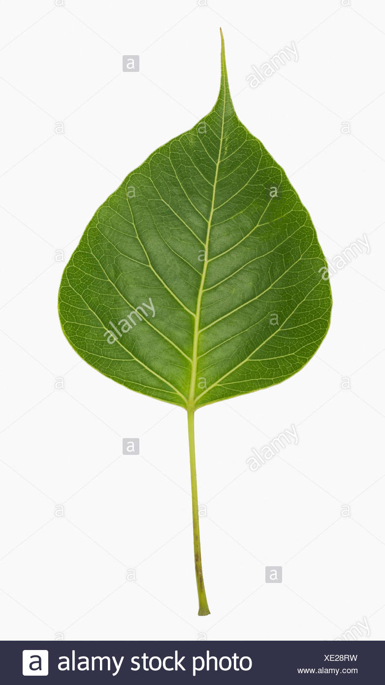 Peepal Leaf High Resolution Stock Photography and Images - Alamy