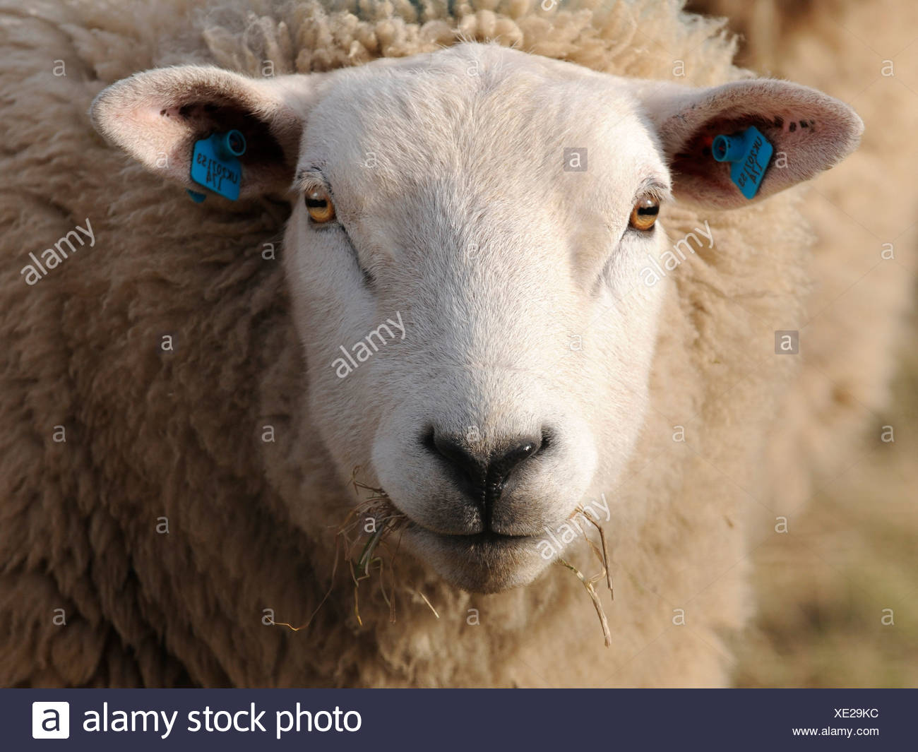 Smiling Sheep Stock Photos & Smiling Sheep Stock Images - Alamy