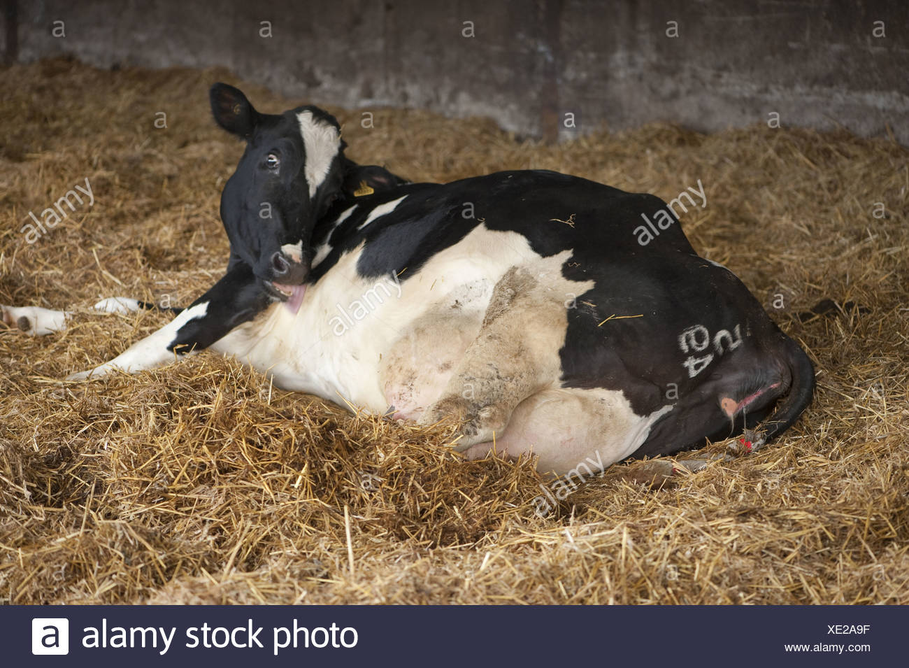 Holstein Cows Cubicles Dairy Milk High Resolution Stock Photography and ...