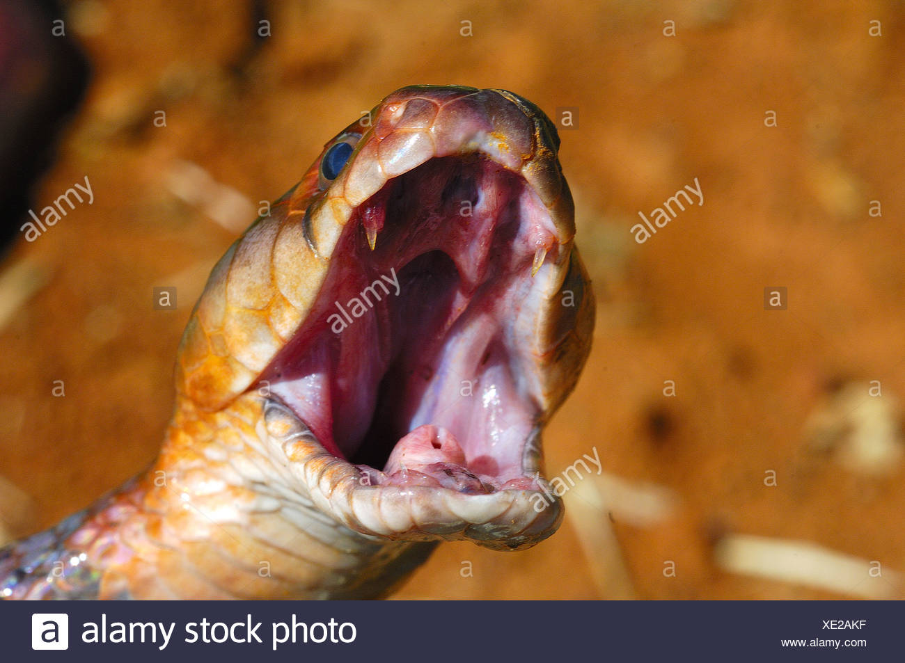 Spitting Cobra Stock Photos & Spitting Cobra Stock Images - Alamy