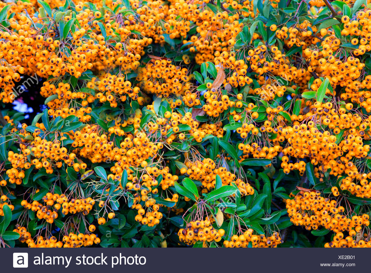 Firethorn Plant High Resolution Stock Photography and Images - Alamy