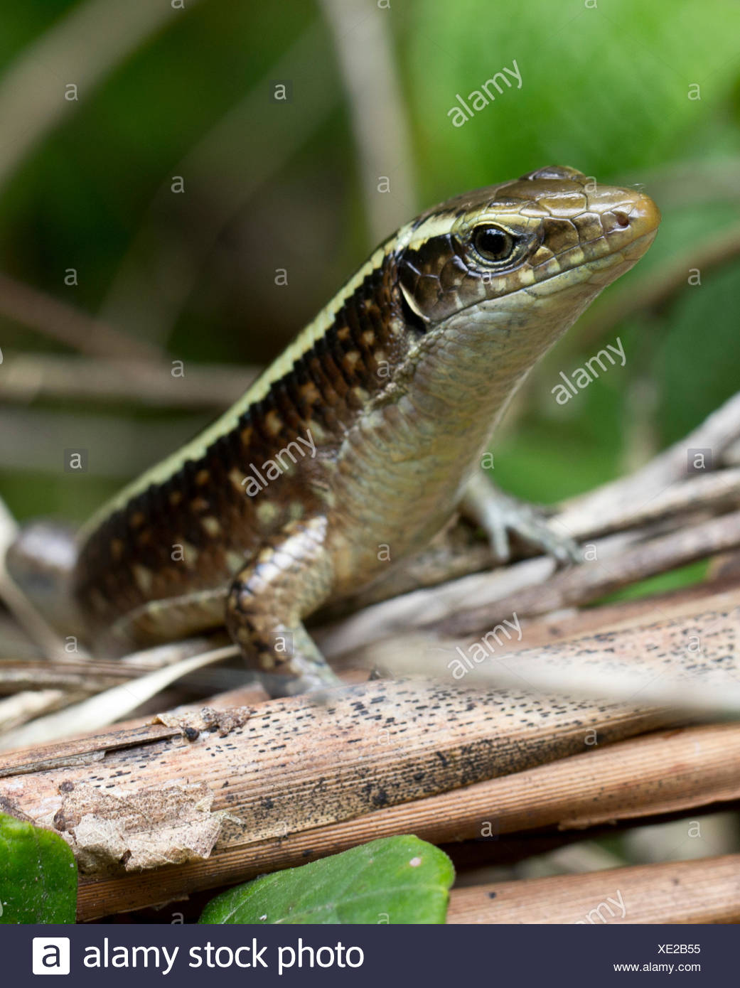 Zonosaurus High Resolution Stock Photography and Images - Alamy