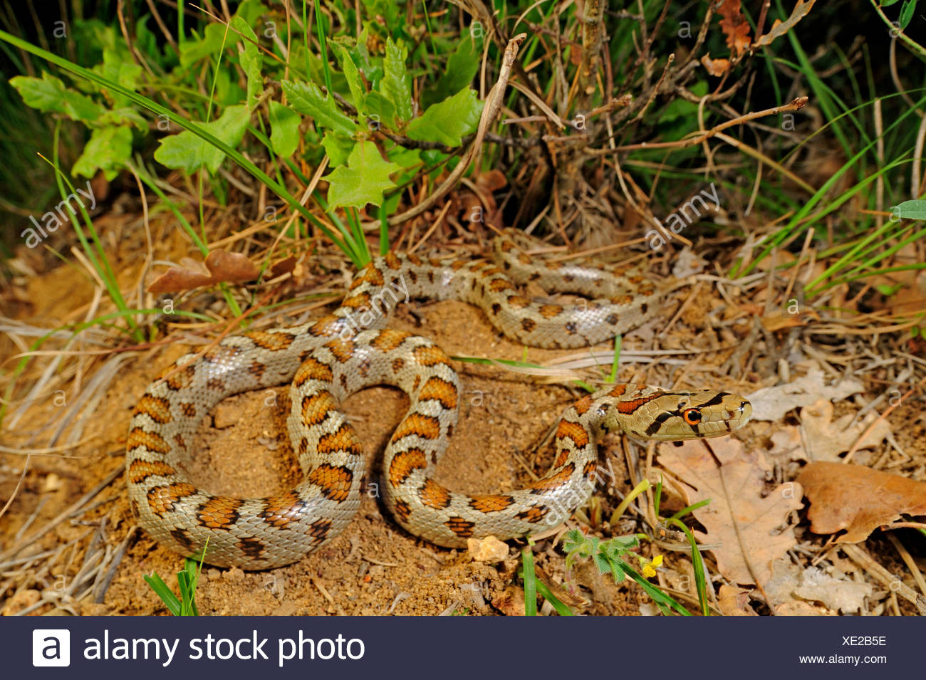 Creeping Snakes High Resolution Stock Photography and Images - Alamy