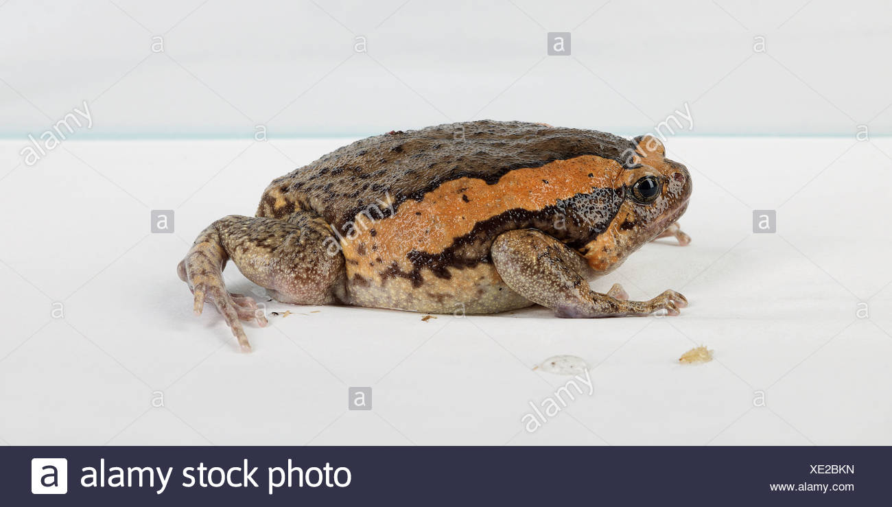 Kaloula Pulchra High Resolution Stock Photography and Images - Alamy