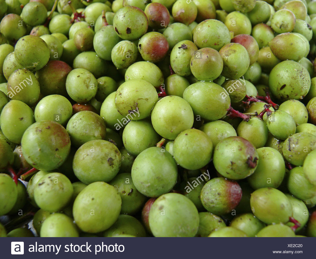 Carissa Carandas Stock Photos & Carissa Carandas Stock Images - Alamy