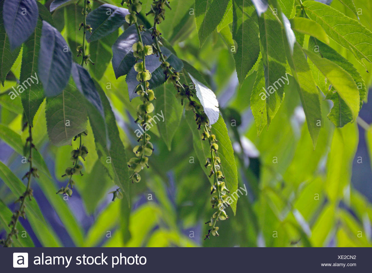 Wingnut Tree High Resolution Stock Photography and Images - Alamy