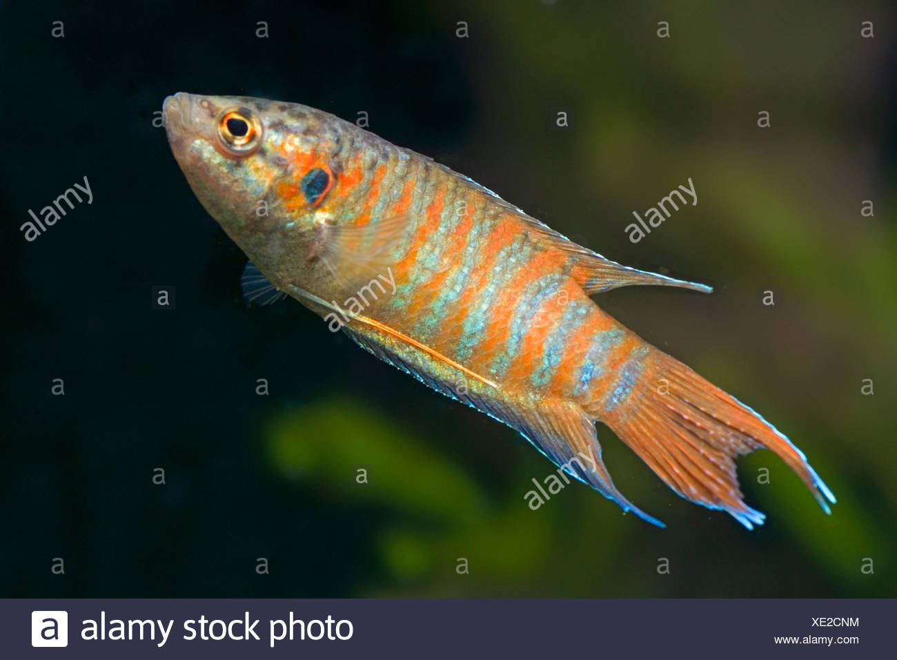 Paradise Fish High Resolution Stock Photography and Images - Alamy