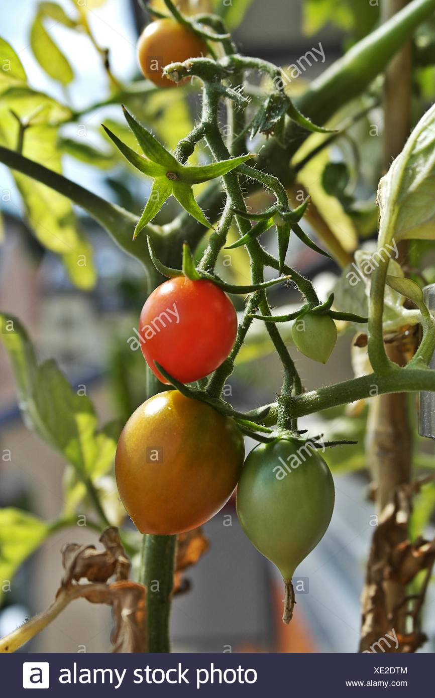 Field Of Tomato Plants Stock Photos & Field Of Tomato Plants Stock ...