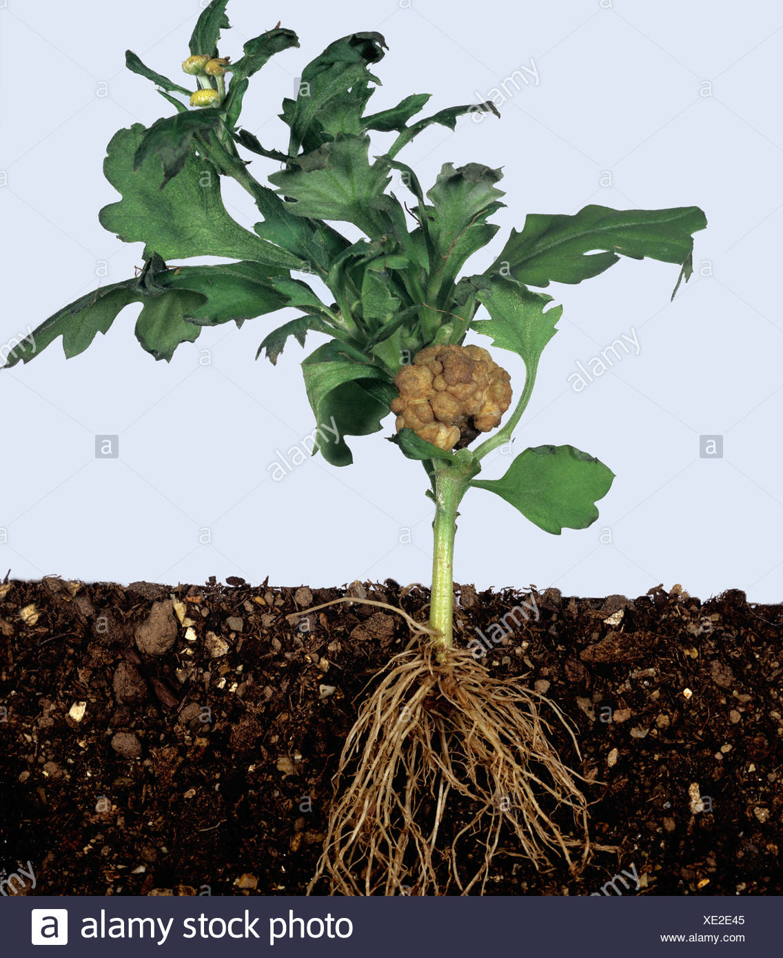 Crown Gall High Resolution Stock Photography and Images - Alamy