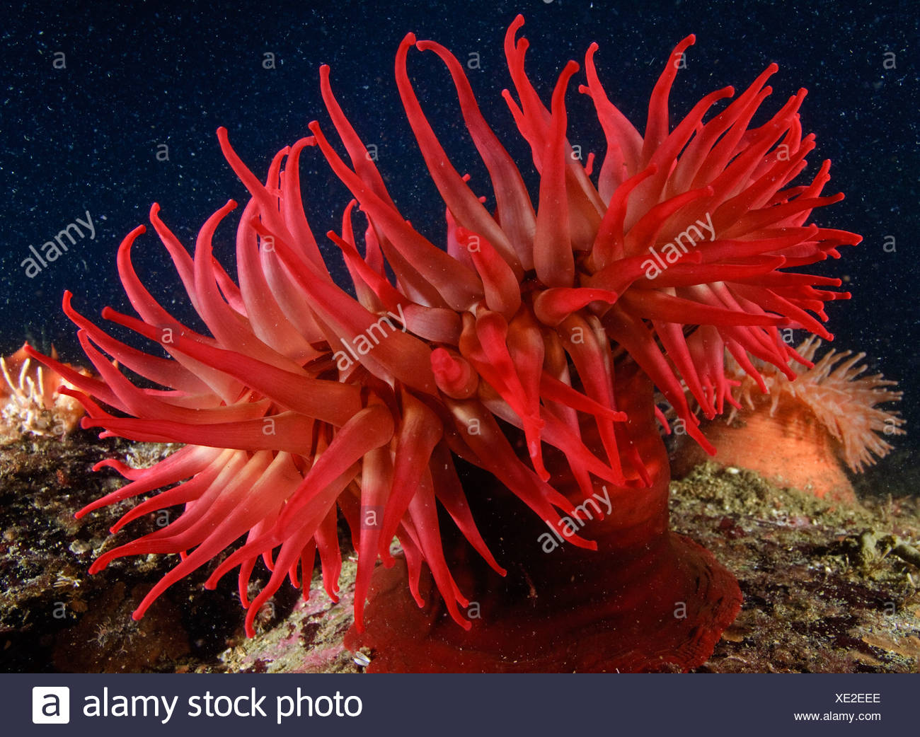 Christmas Anemone Stock Photos & Christmas Anemone Stock Images - Alamy