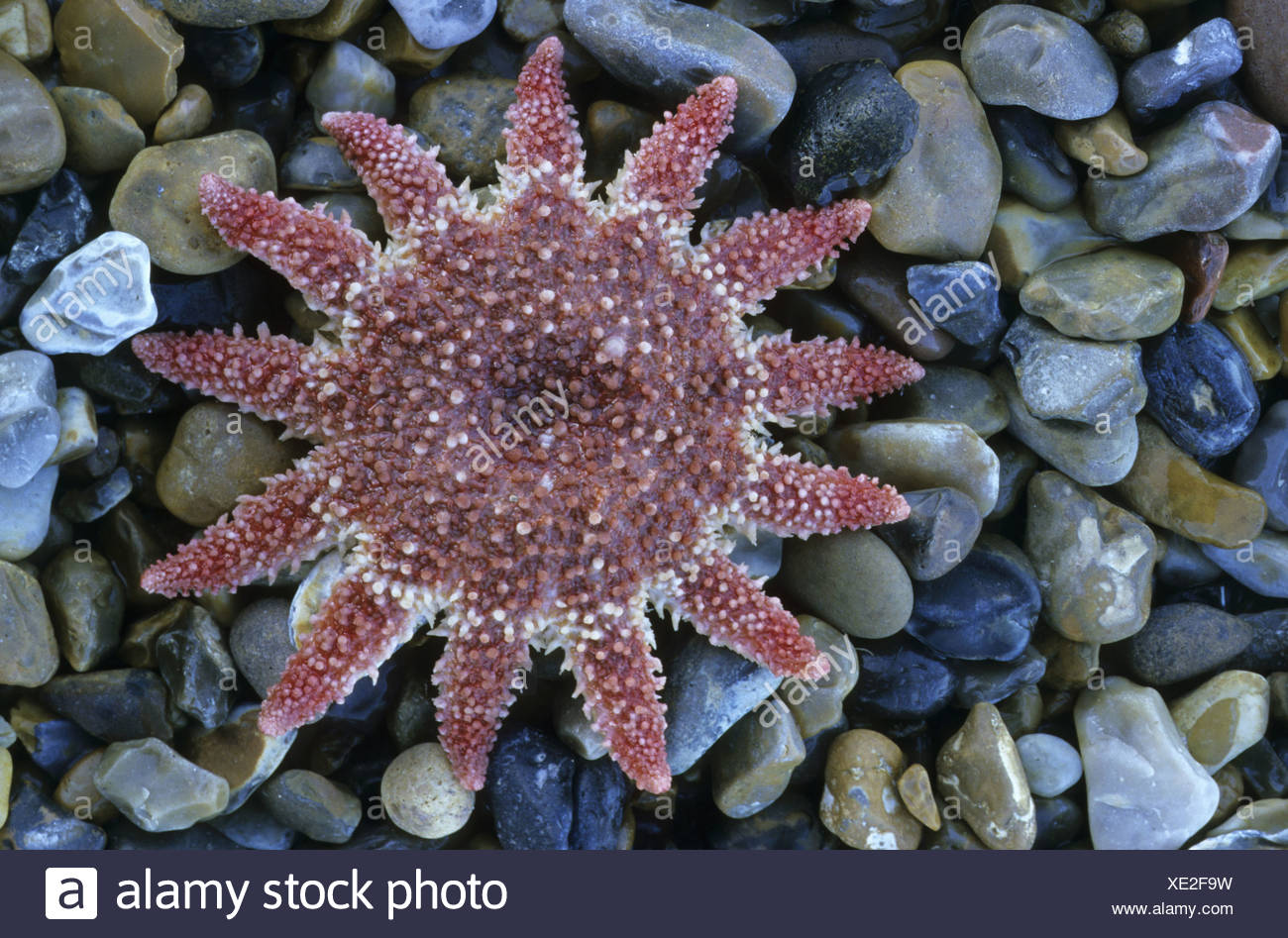 Sunstar Animals High Resolution Stock Photography and Images - Alamy