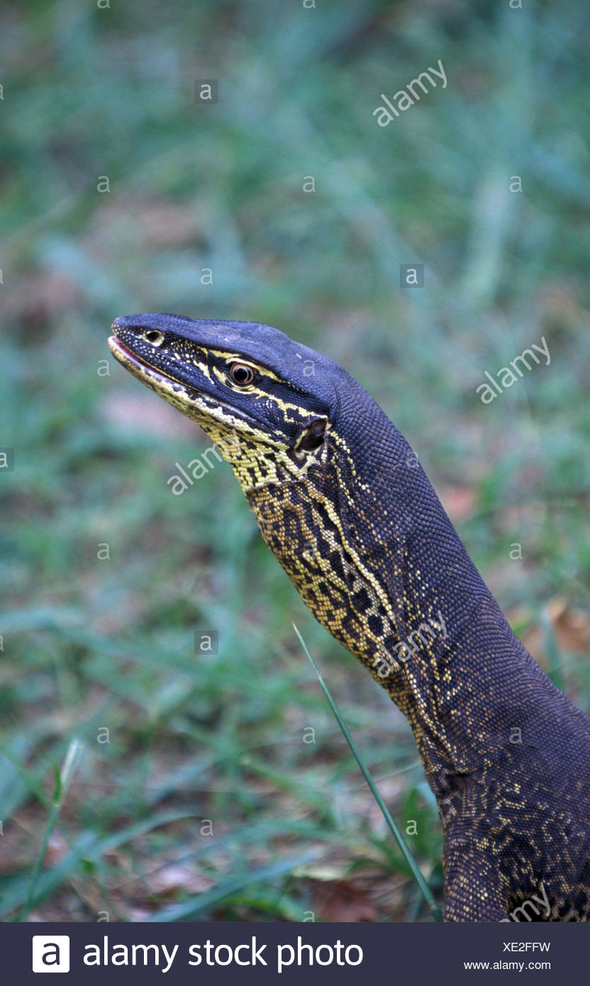 Lizard Varanus Gouldii High Resolution Stock Photography and Images - Alamy