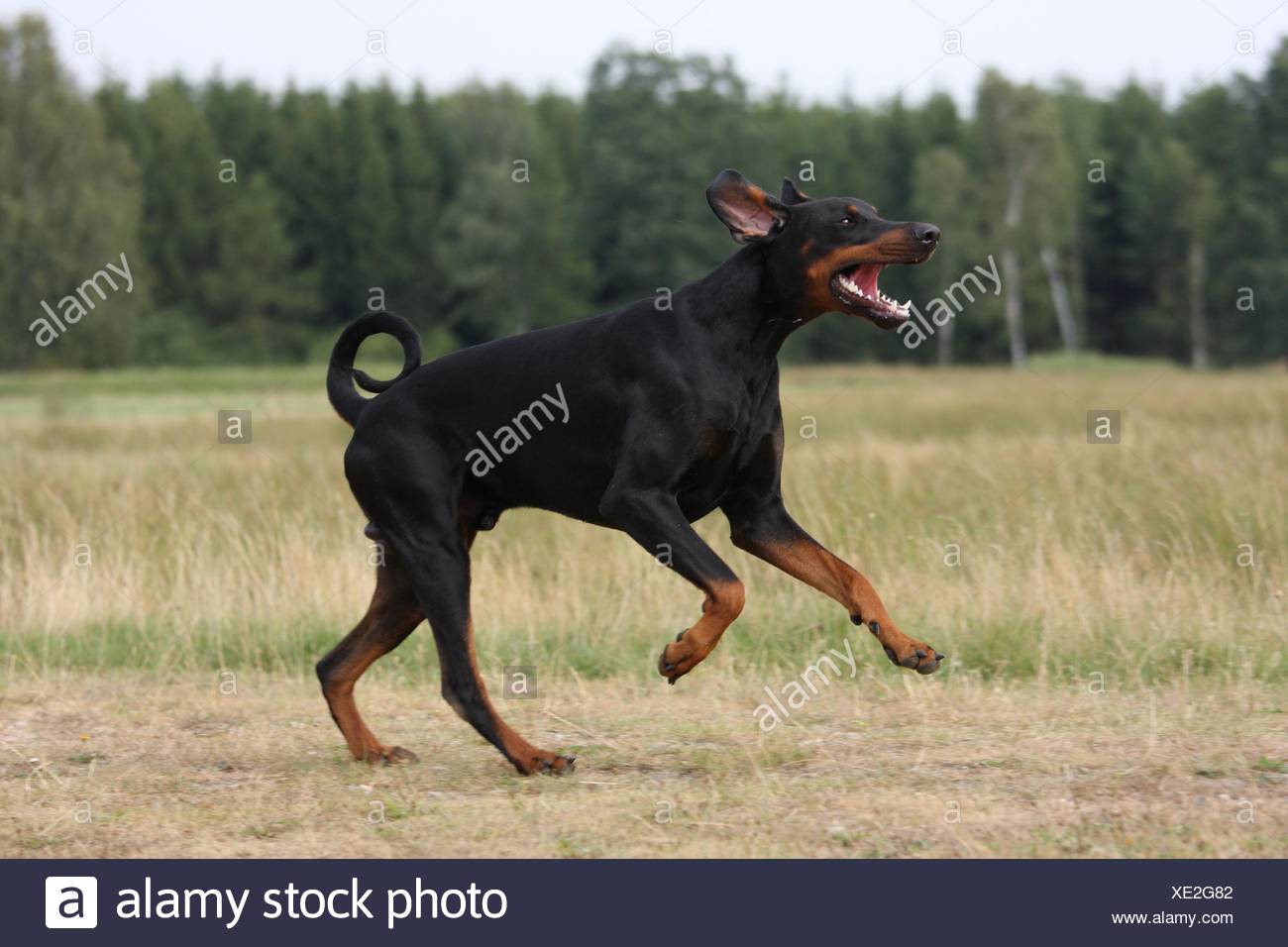 Running Doberman Pinscher Stock Photos & Running Doberman Pinscher ...