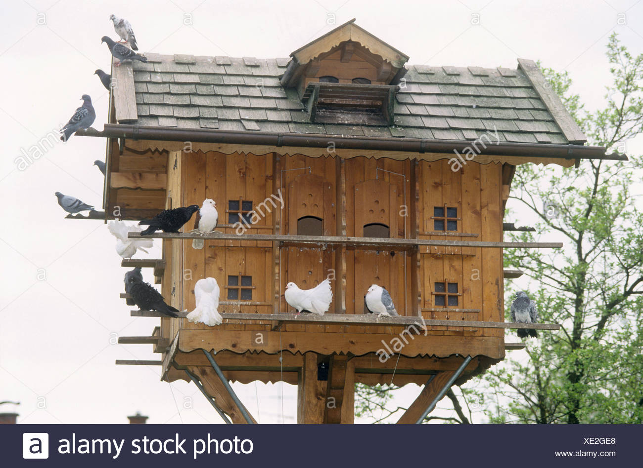 Doves At Dovecote Stock Photos & Doves At Dovecote Stock Images - Alamy