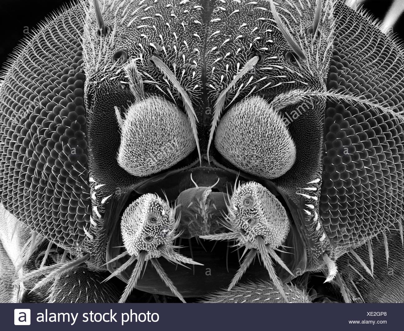 Fruit Fly Microscope Stock Photos & Fruit Fly Microscope Stock Images ...