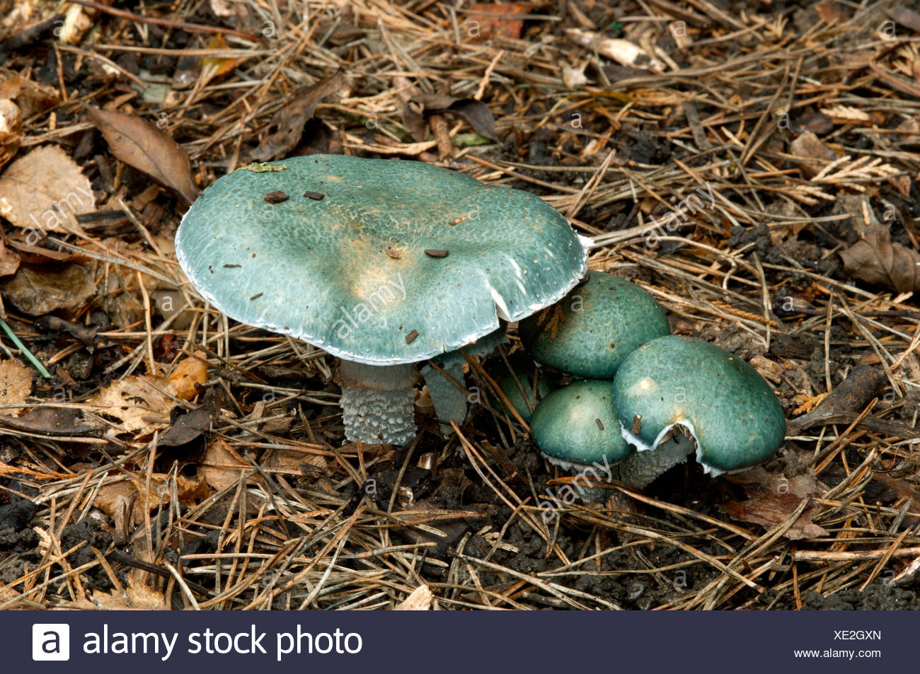 Round Fungi High Resolution Stock Photography and Images - Alamy