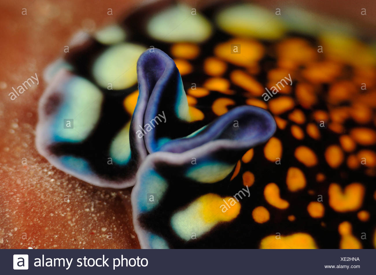 Platyzoa Stock Photos & Platyzoa Stock Images - Alamy