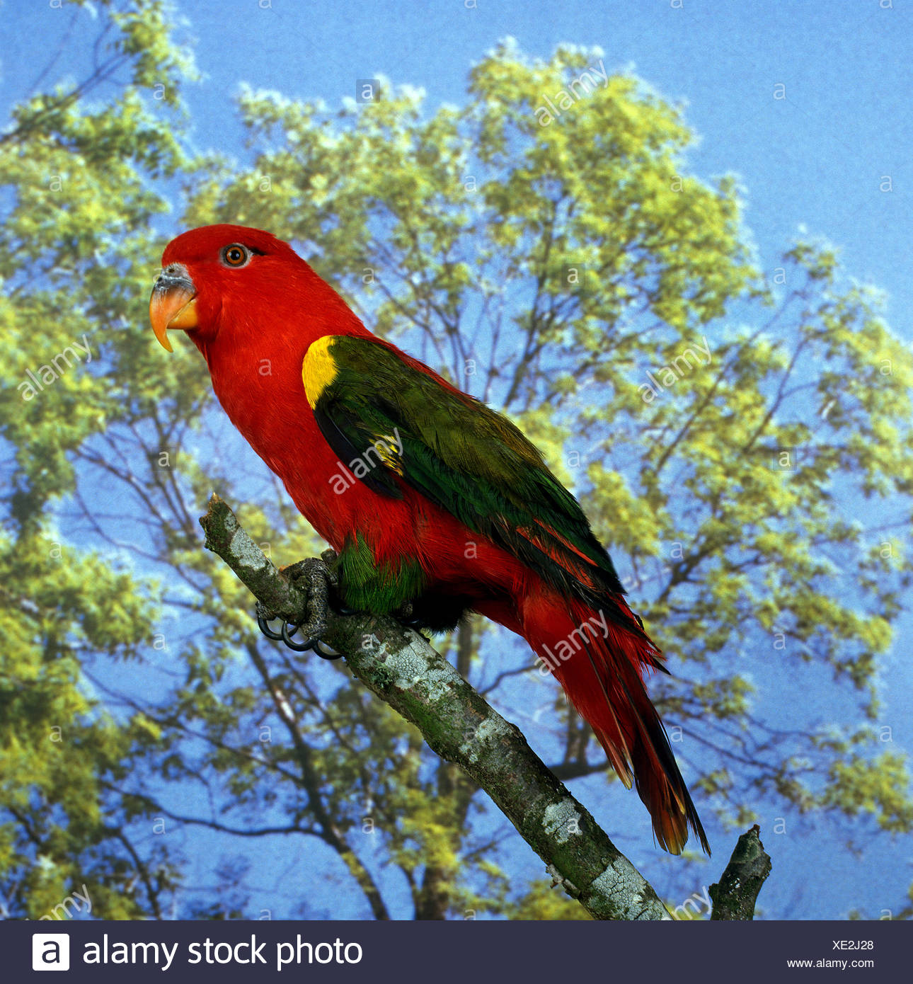 Lorius Lory Stock Photos & Lorius Lory Stock Images - Alamy