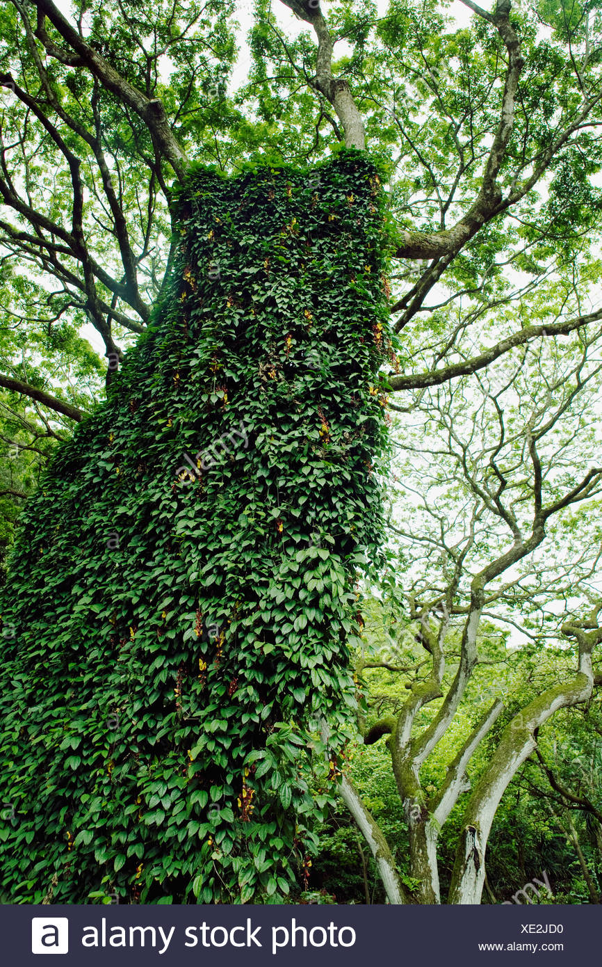 Monkey Pod Tree Hawaii Tropical High Resolution Stock Photography and ...