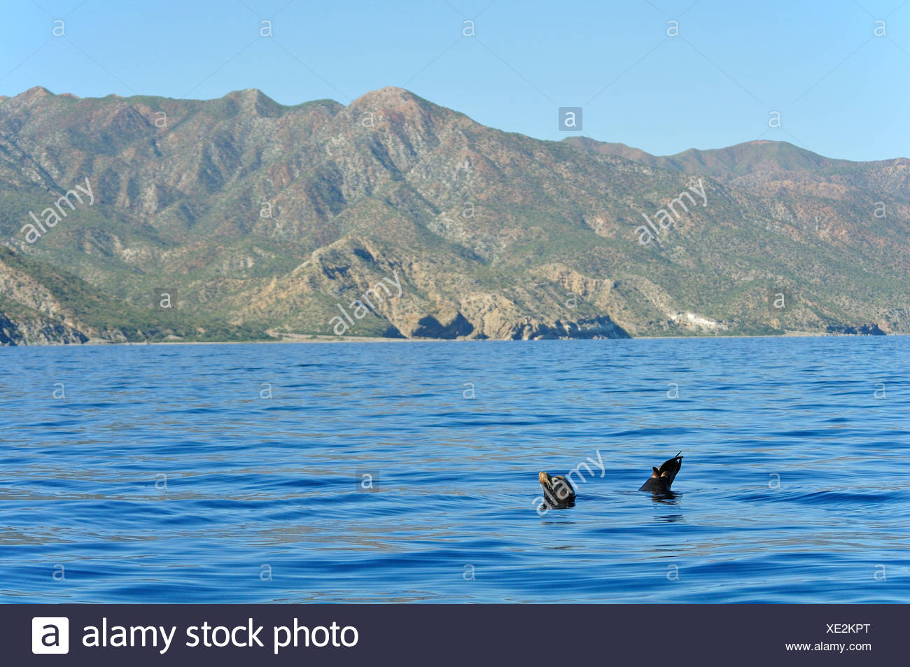 Isla Cerralvo High Resolution Stock Photography and Images - Alamy