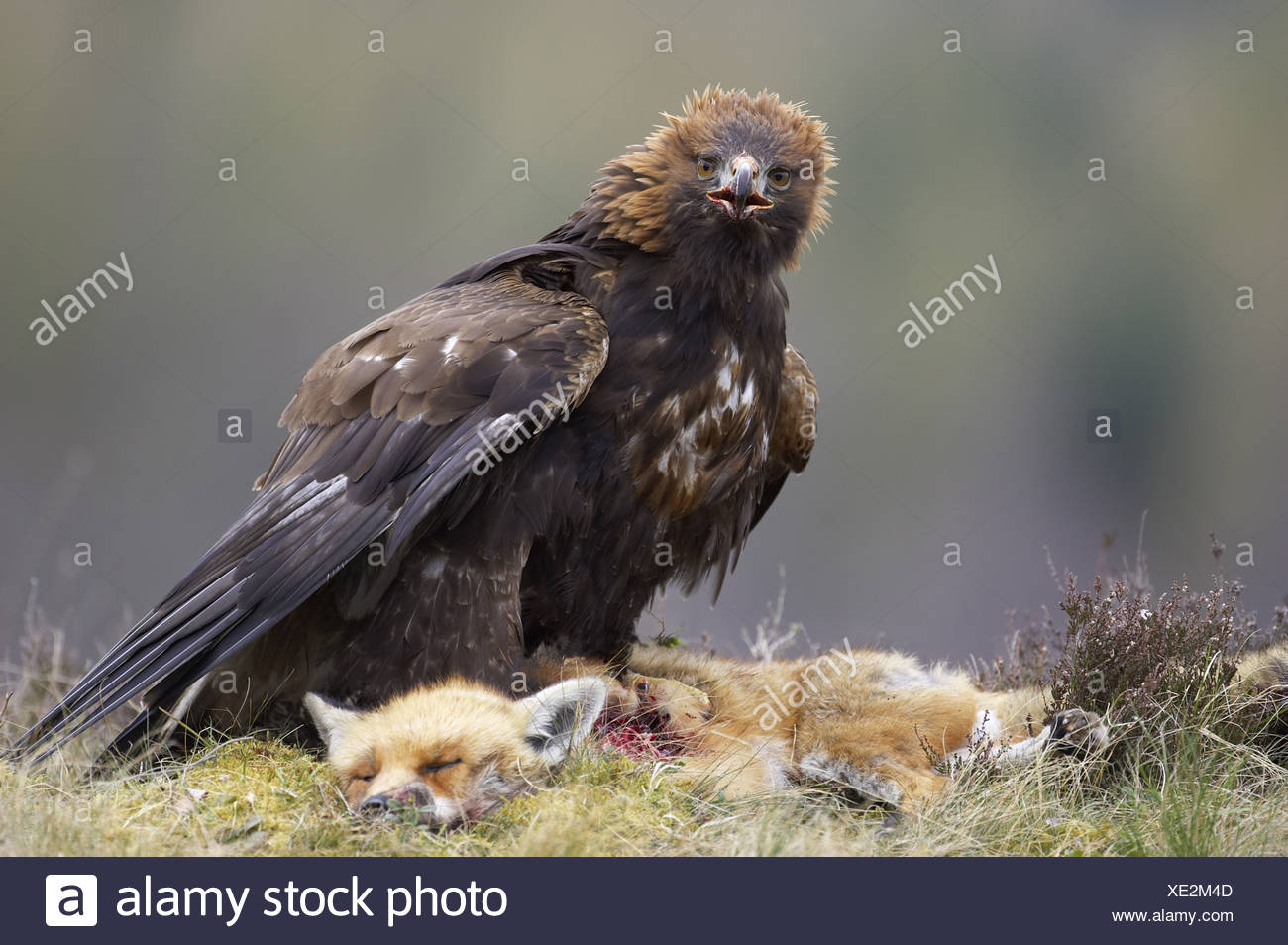 Foxes Snow Uk Stock Photos & Foxes Snow Uk Stock Images - Alamy