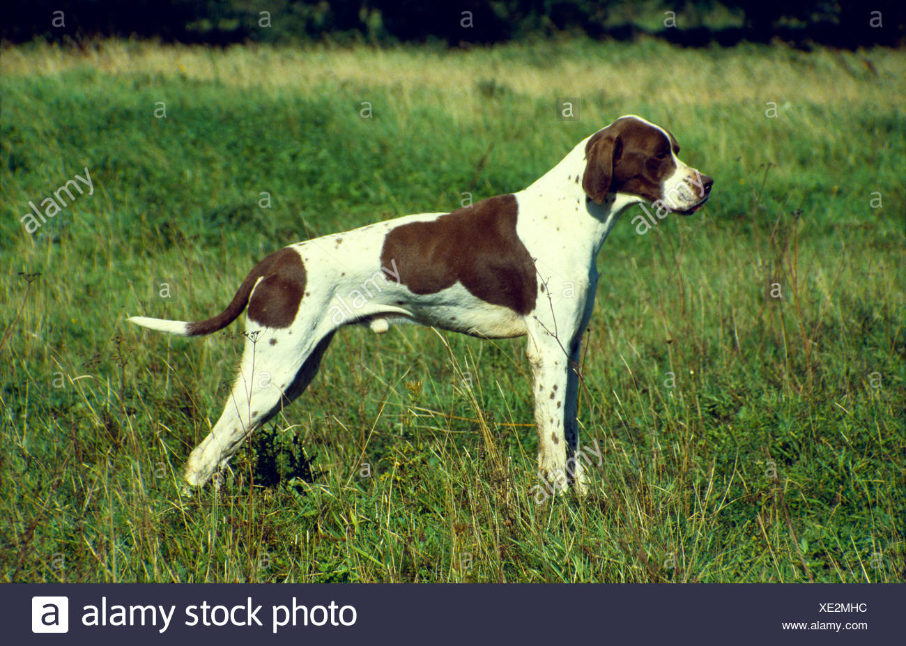 Dog English Pointer Adult Pointing High Resolution Stock Photography ...