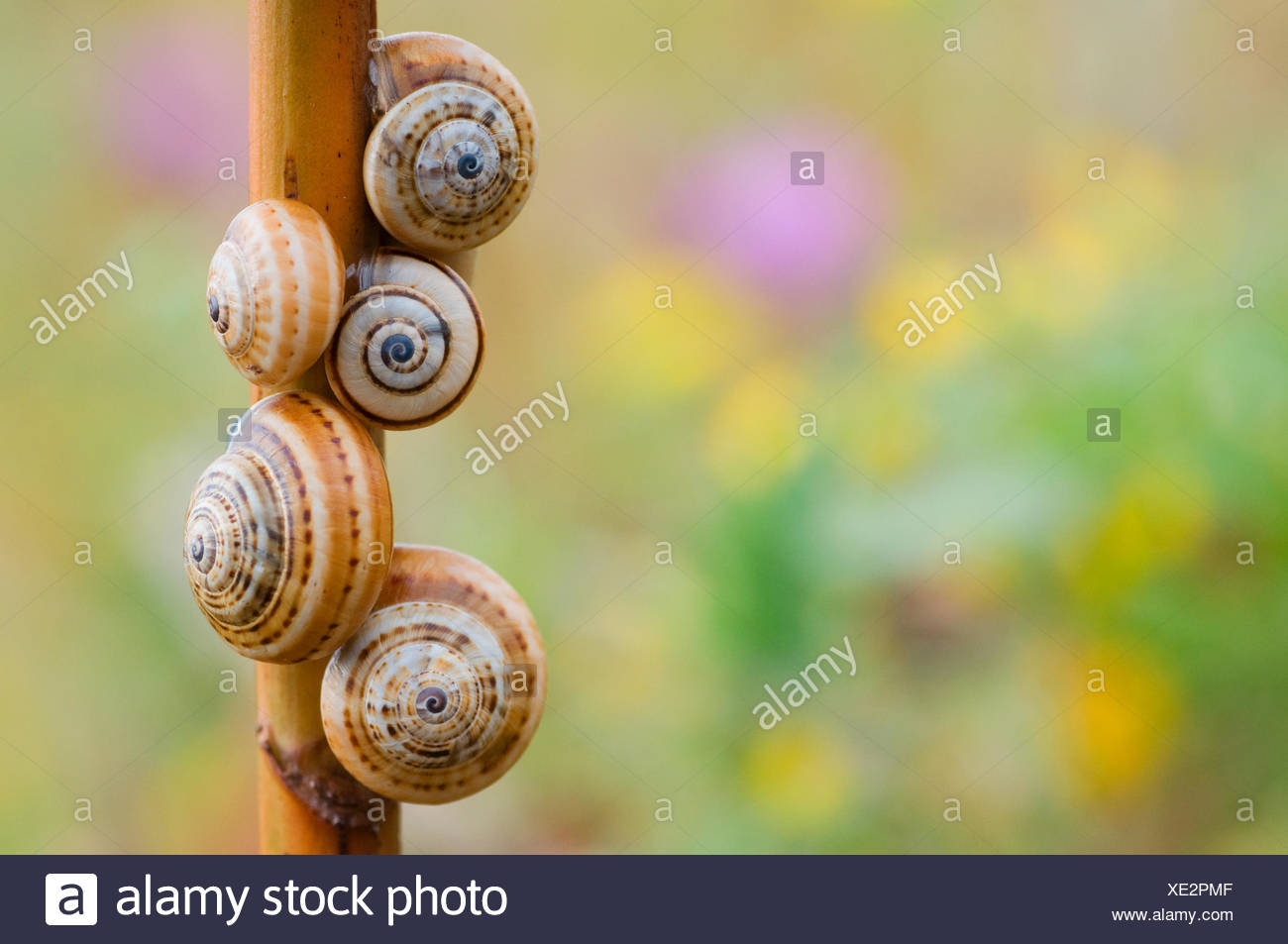 Banded Garden Snail High Resolution Stock Photography and Images - Alamy