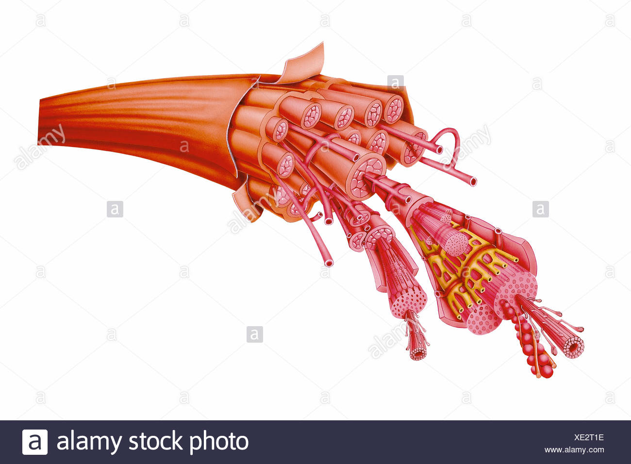 Sarcostyle High Resolution Stock Photography and Images - Alamy