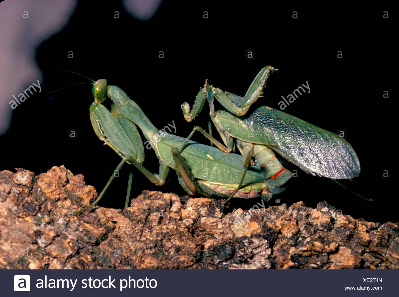 Mantis Mating Stock Photos & Mantis Mating Stock Images - Alamy