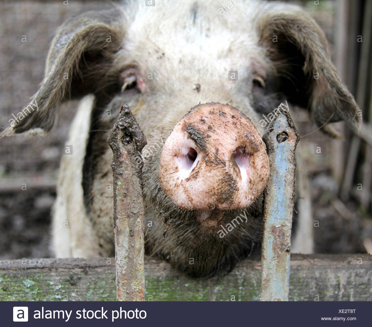 Pig House Stock Photos & Pig House Stock Images - Alamy