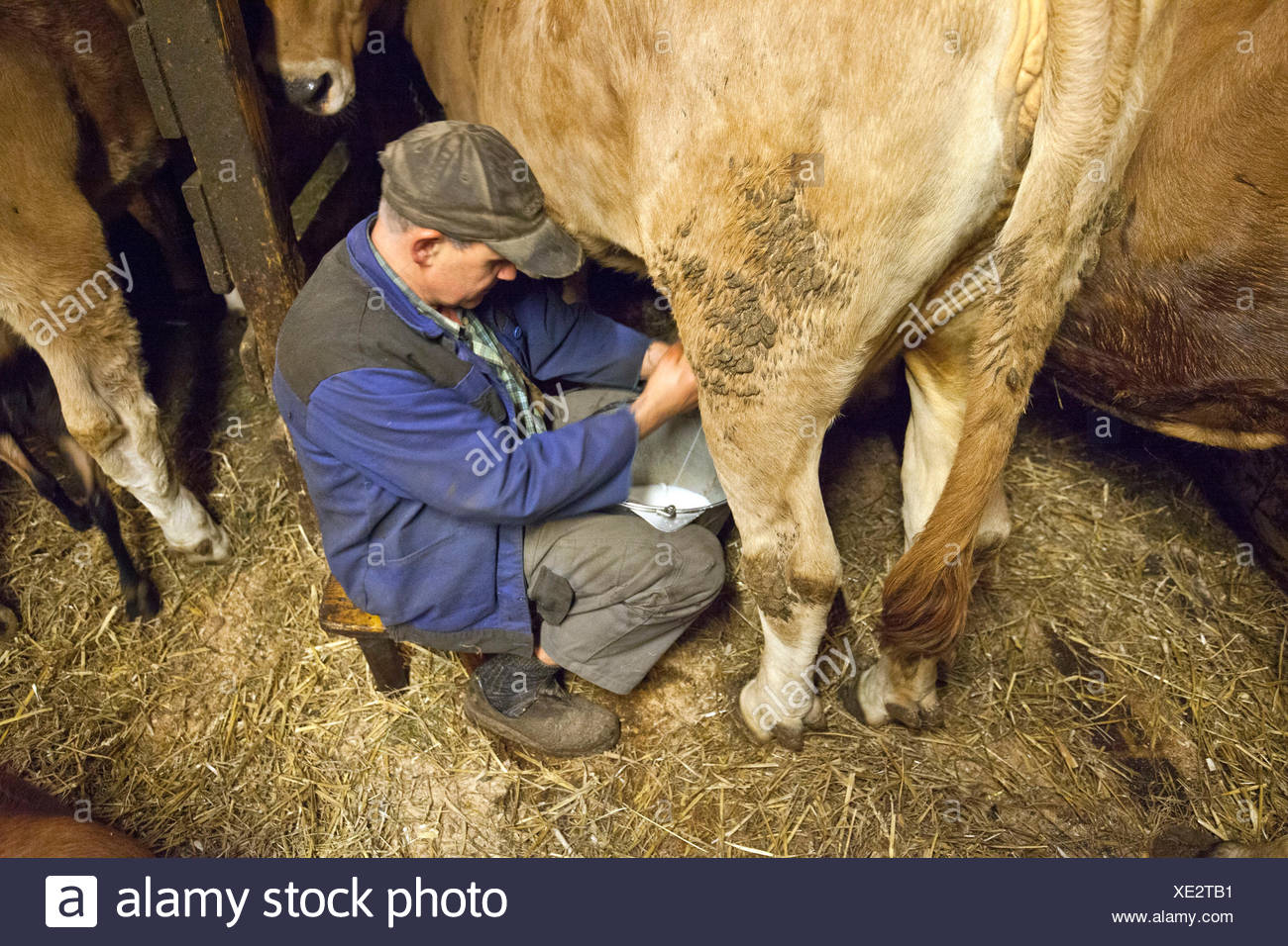 Farmer Milking Cow Stock Photos & Farmer Milking Cow Stock Images - Alamy