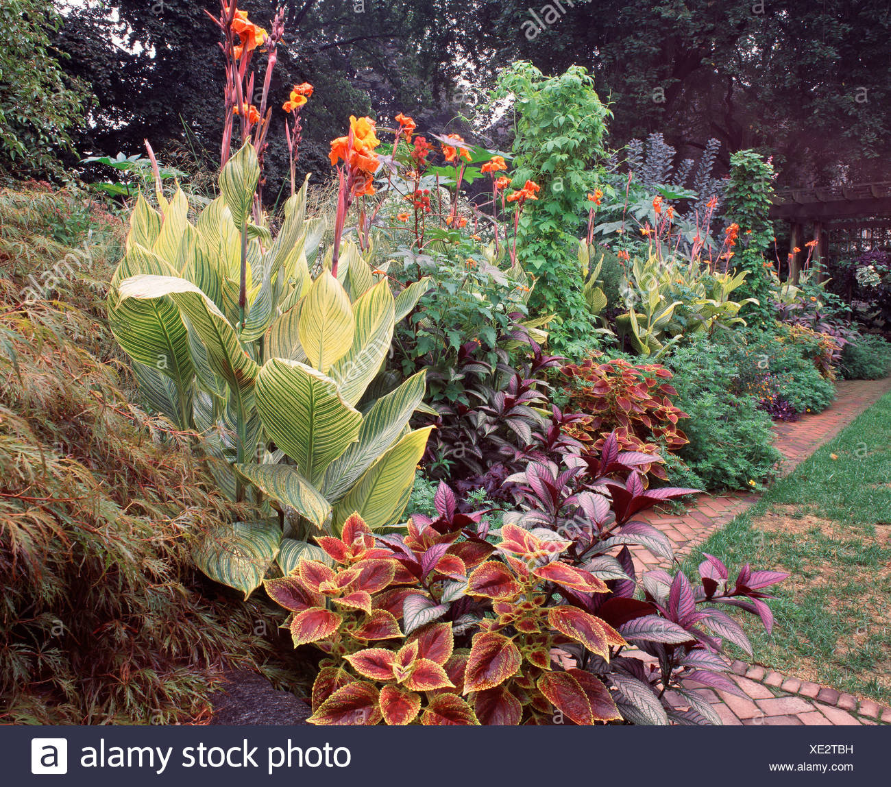 Coleus Hybridus High Resolution Stock Photography and Images - Alamy