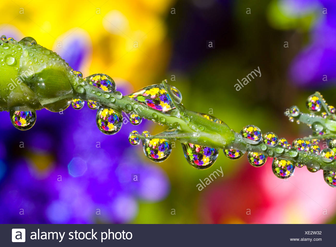 Water Drops On Flower High Resolution Stock Photography and Images - Alamy