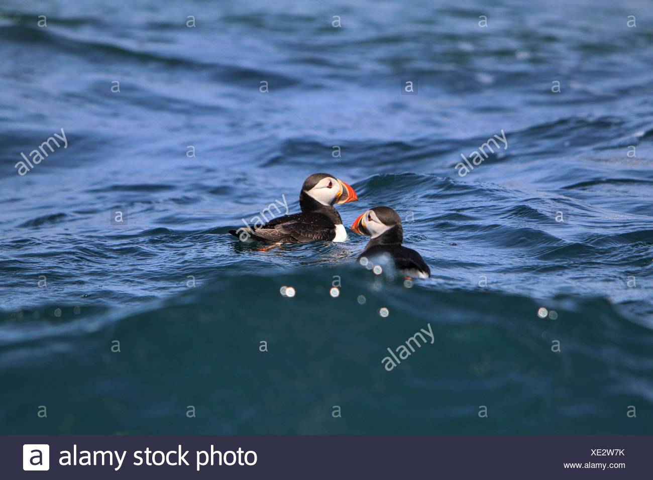 Puffins Swimming High Resolution Stock Photography and Images - Alamy