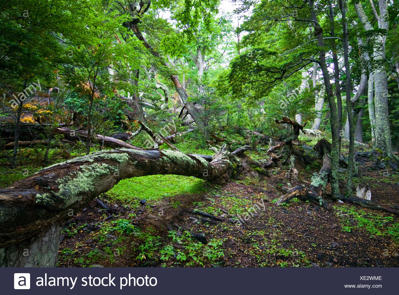 Neotropic Ecozone High Resolution Stock Photography and Images - Alamy