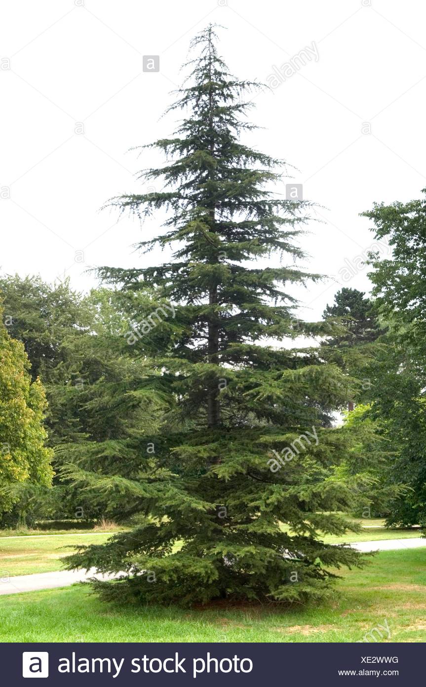 Cedrus Libani Stock Photos & Cedrus Libani Stock Images - Alamy
