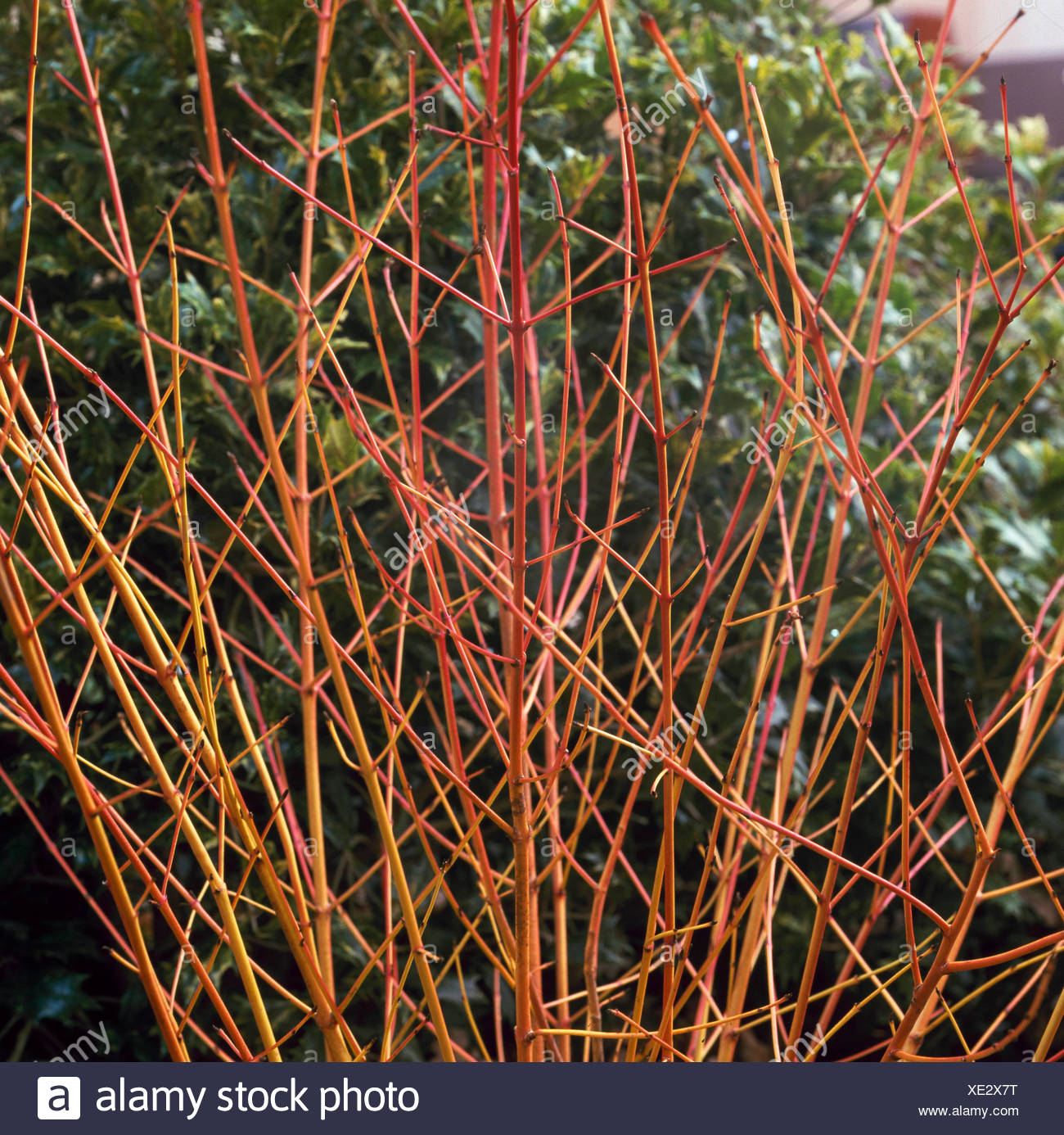 Midwinter Fire Cornus Sanguinea High Resolution Stock Photography and ...