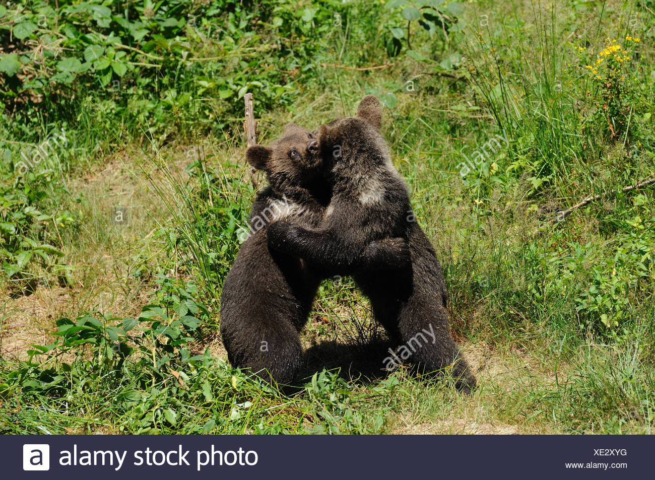 Bear Standing On Two Legs High Resolution Stock Photography and Images ...
