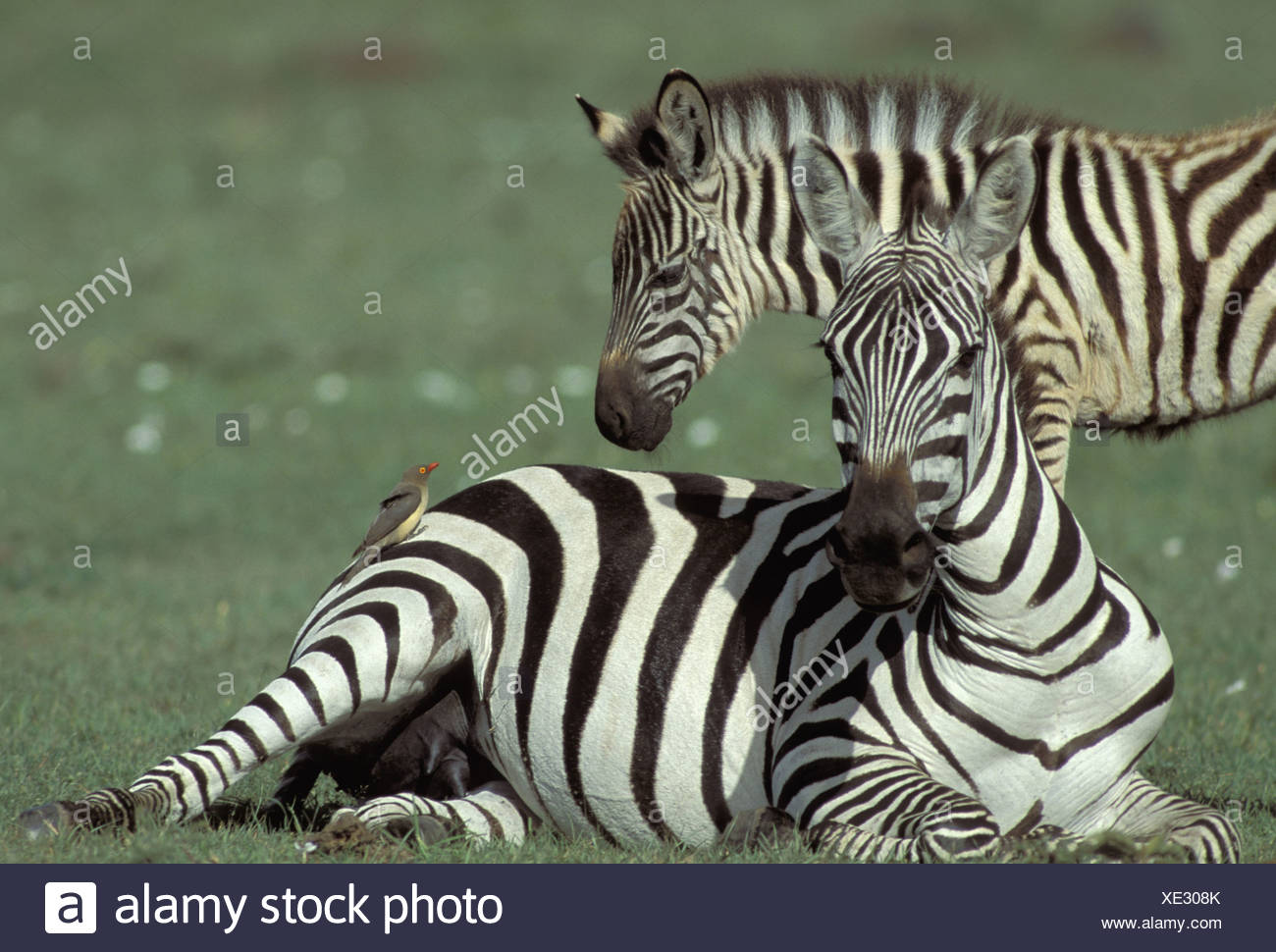 Oxpecker Zebra High Resolution Stock Photography and Images - Alamy