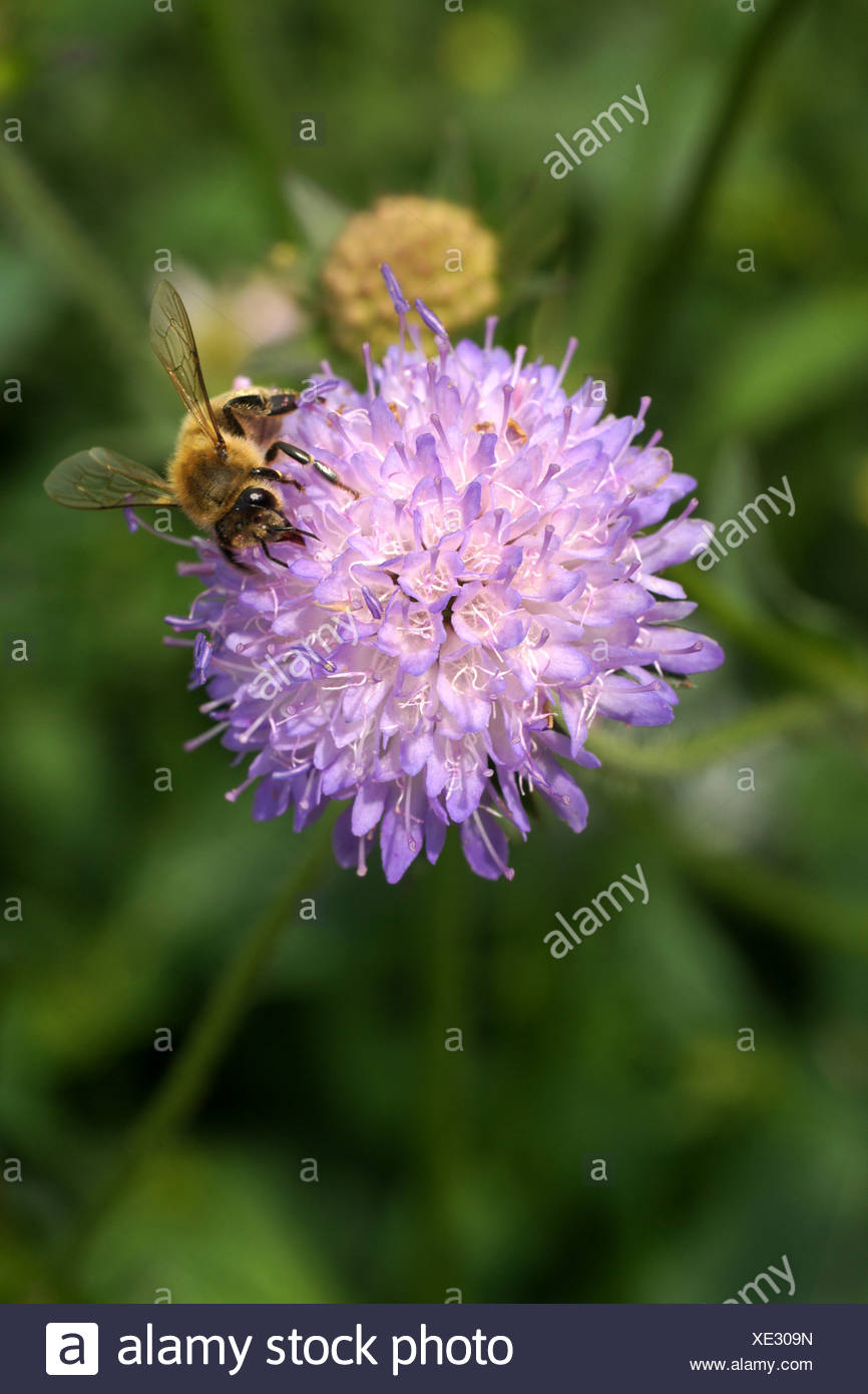Widow Flower High Resolution Stock Photography and Images - Alamy