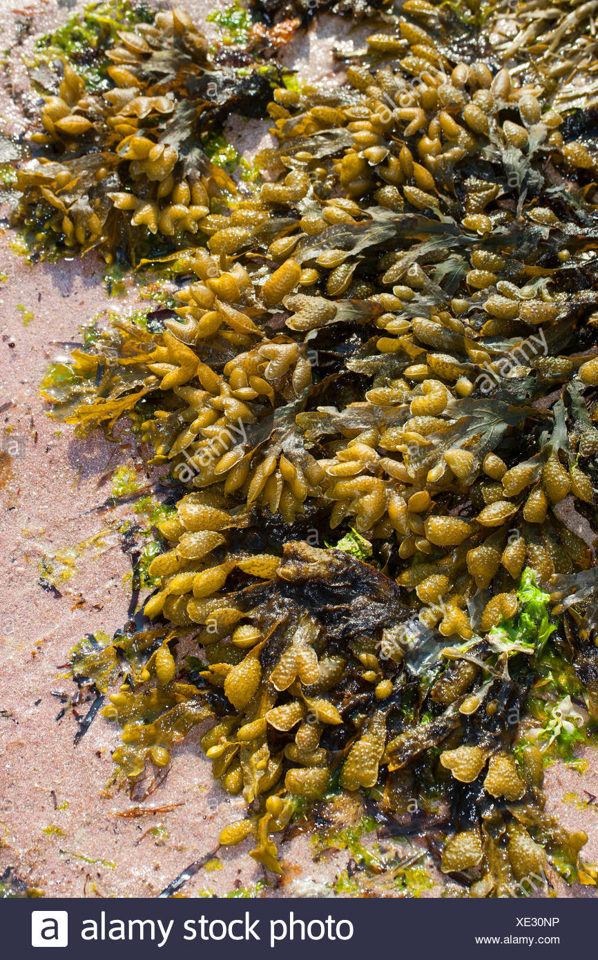 Washed Bags High Resolution Stock Photography and Images - Alamy