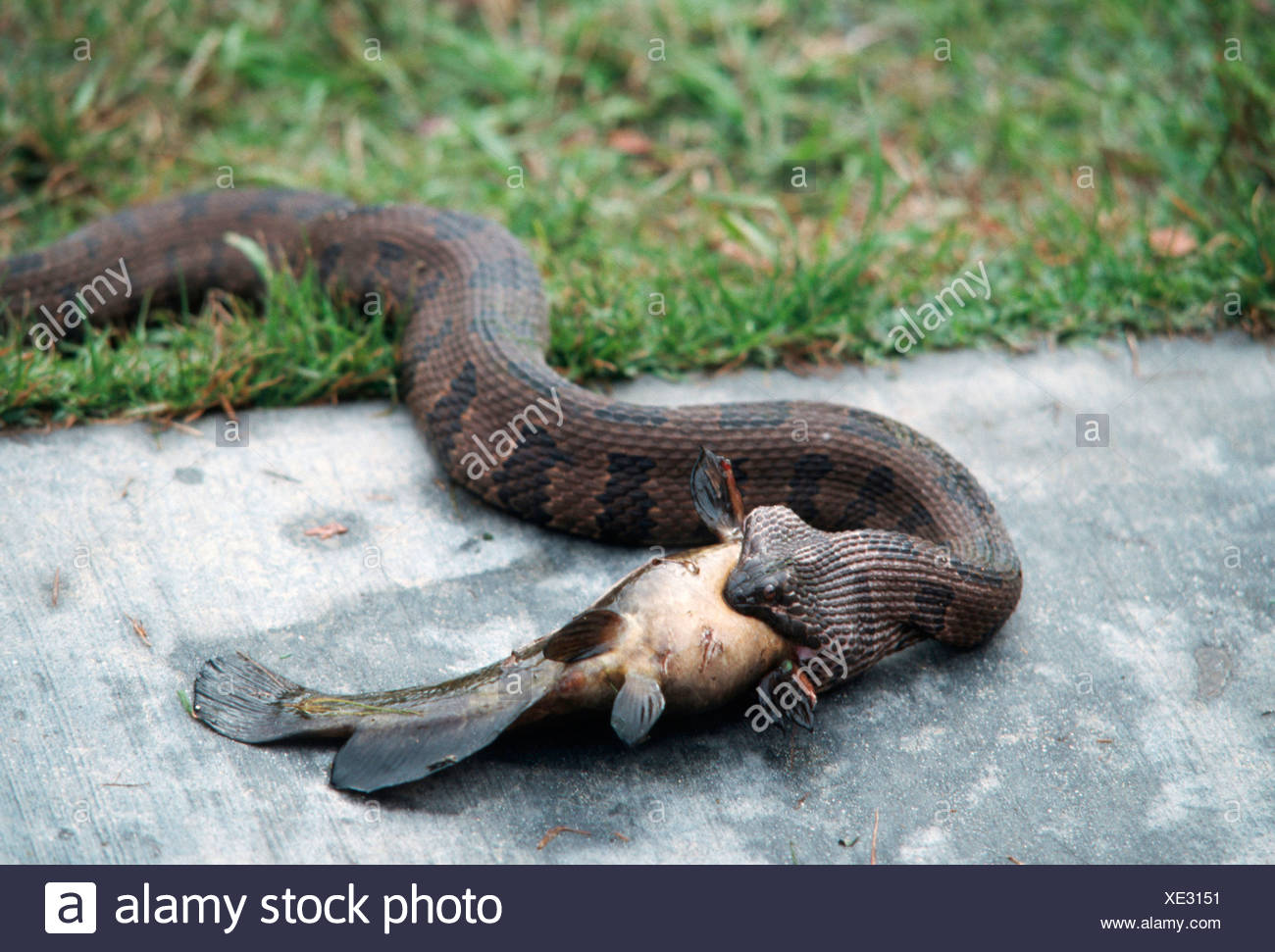 Brown Water Snake Eating Fish High Resolution Stock Photography and ...
