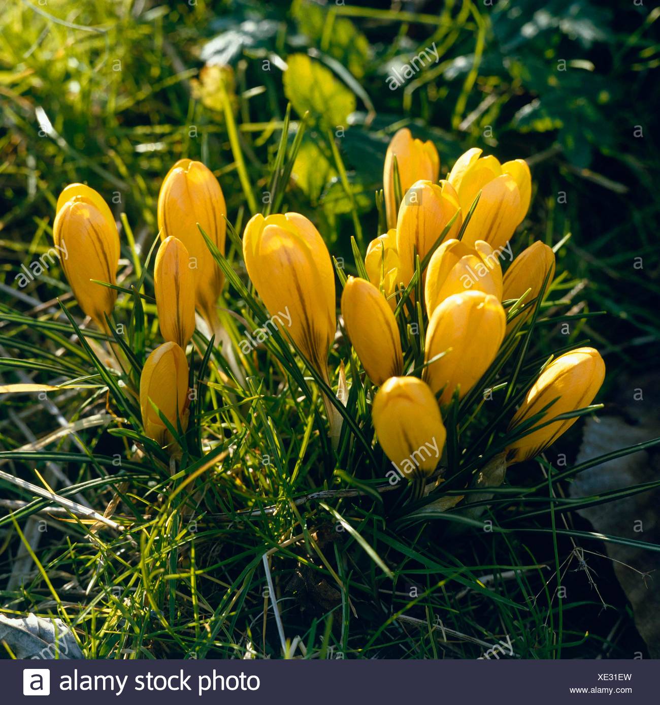 Goldenyellow High Resolution Stock Photography and Images - Alamy
