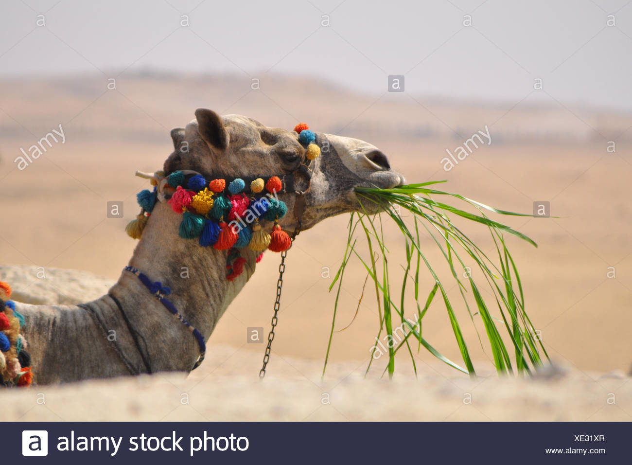 Camel Fodder High Resolution Stock Photography and Images - Alamy