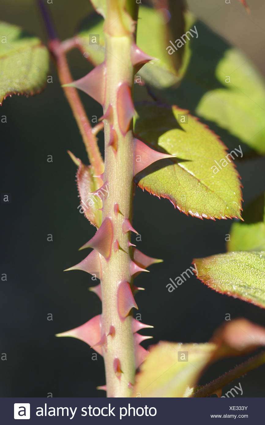 Prickles Stock Photos & Prickles Stock Images - Alamy