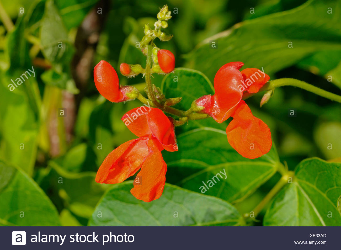 Scarlet Runner Bean Plant High Resolution Stock Photography and Images ...
