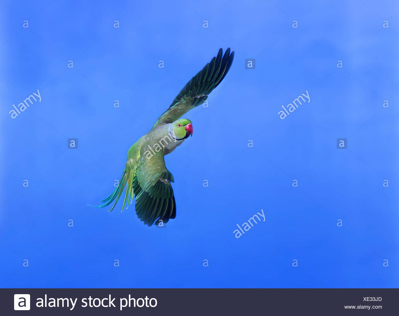 Parakeets Flying Stock Photos & Parakeets Flying Stock Images - Alamy