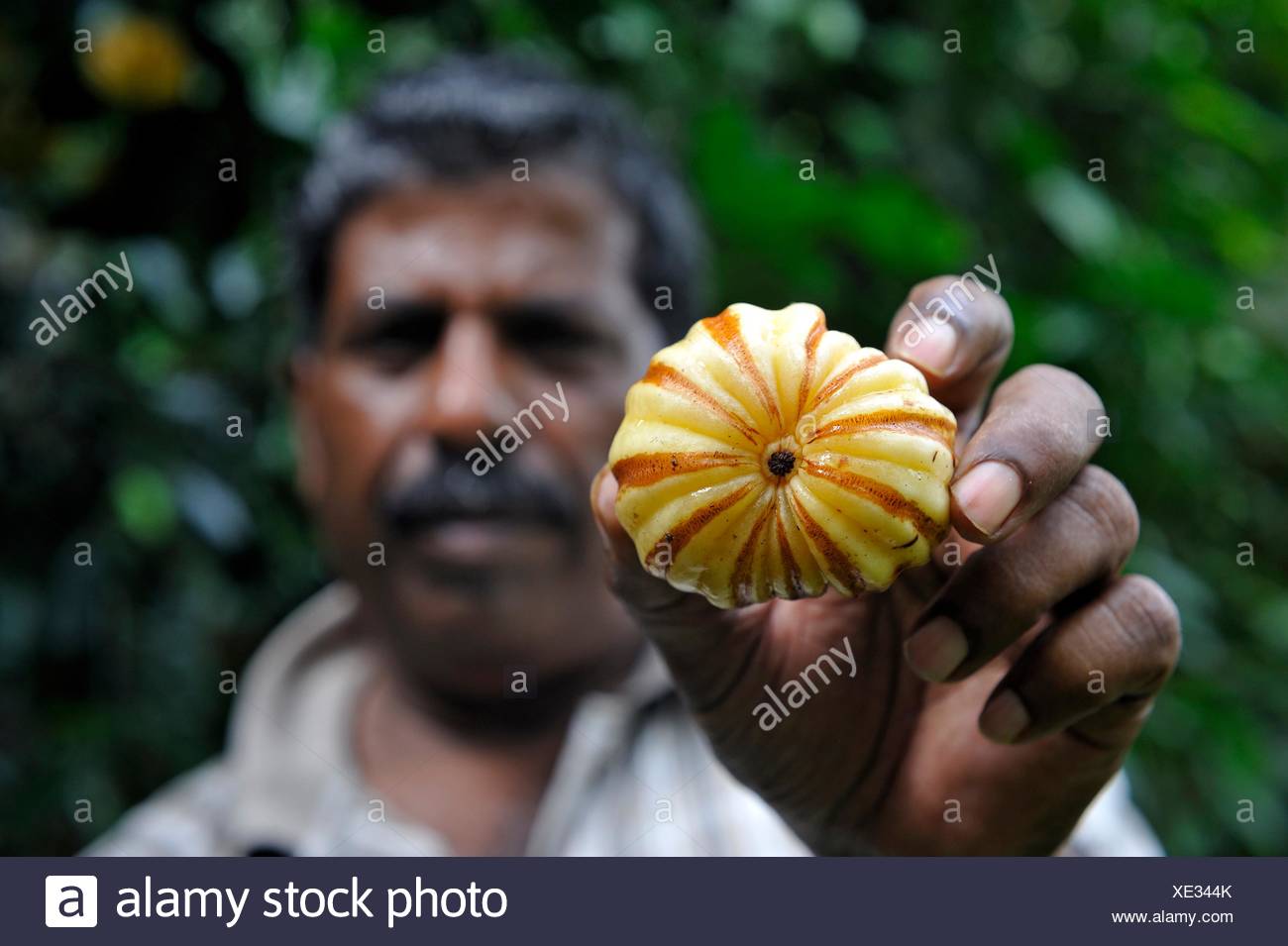 Tamarind Plant High Resolution Stock Photography and Images - Alamy